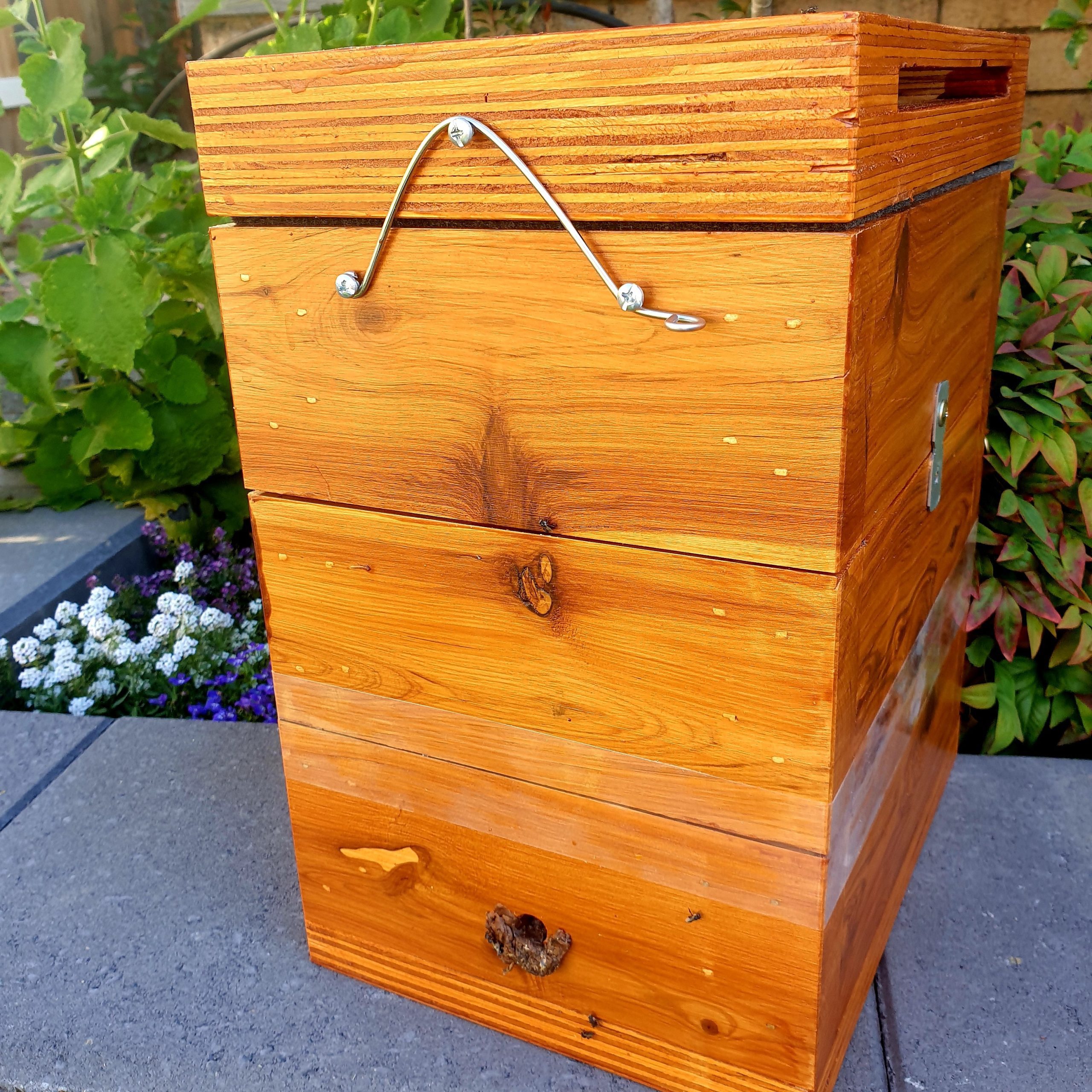 Home - Urban Native Bees - Native & Honey Bee Rescues & Sales