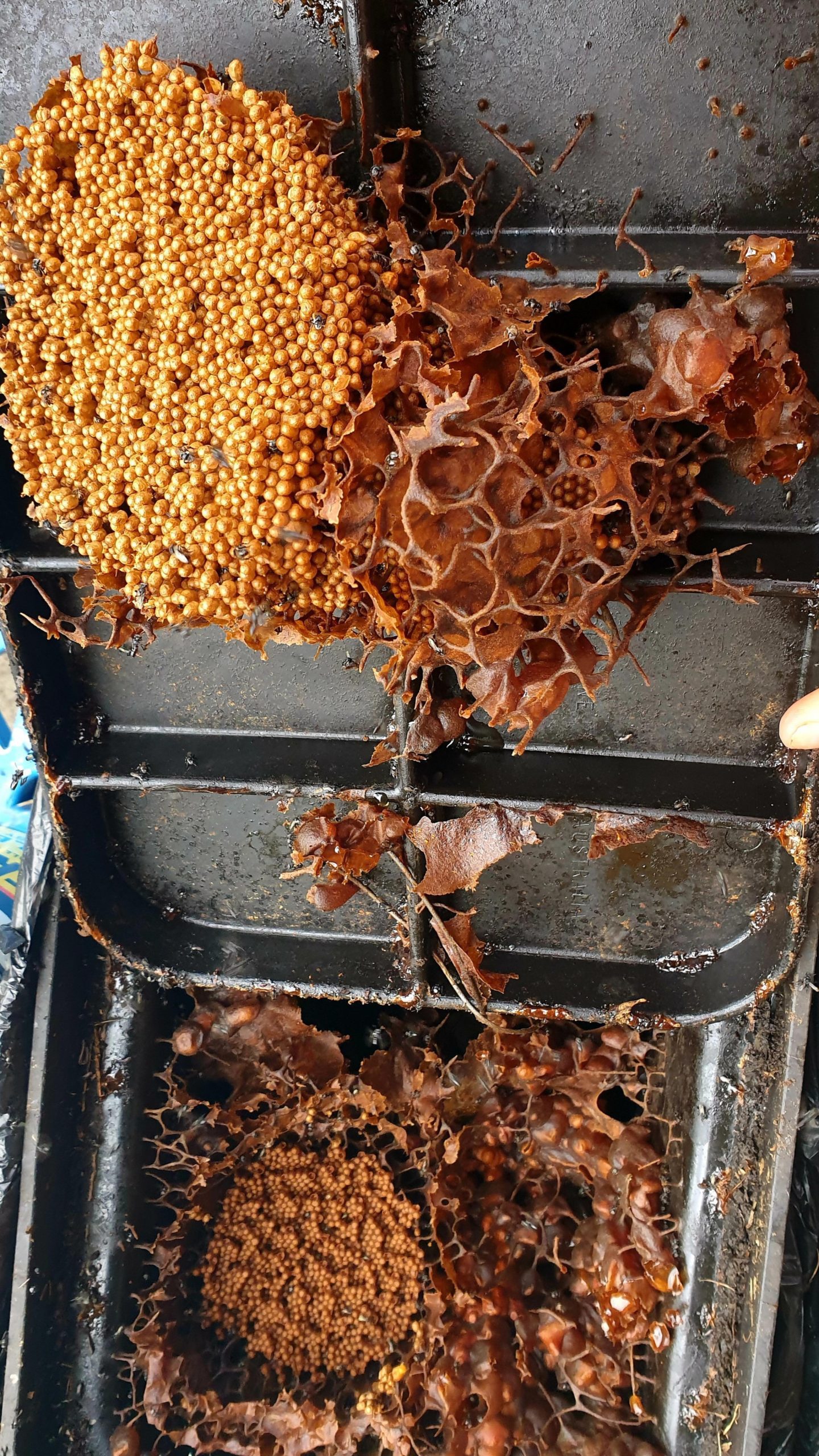 Native Bee Rescues - Urban Native Bees