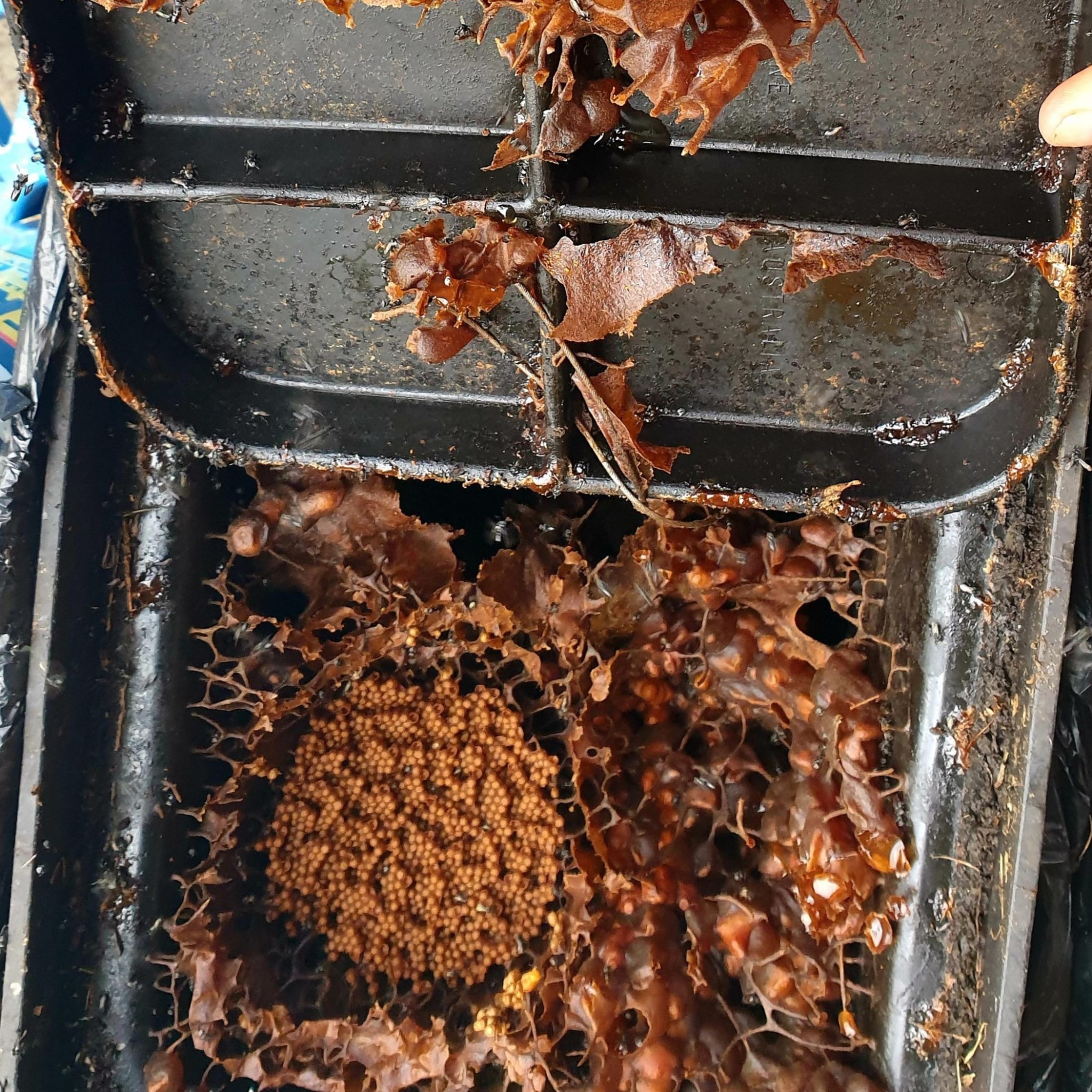 Home - Urban Native Bees - Native & Honey Bee Rescues & Sales