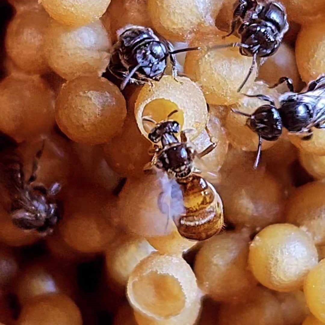 Home - Urban Native Bees - Native & Honey Bee Rescues & Sales